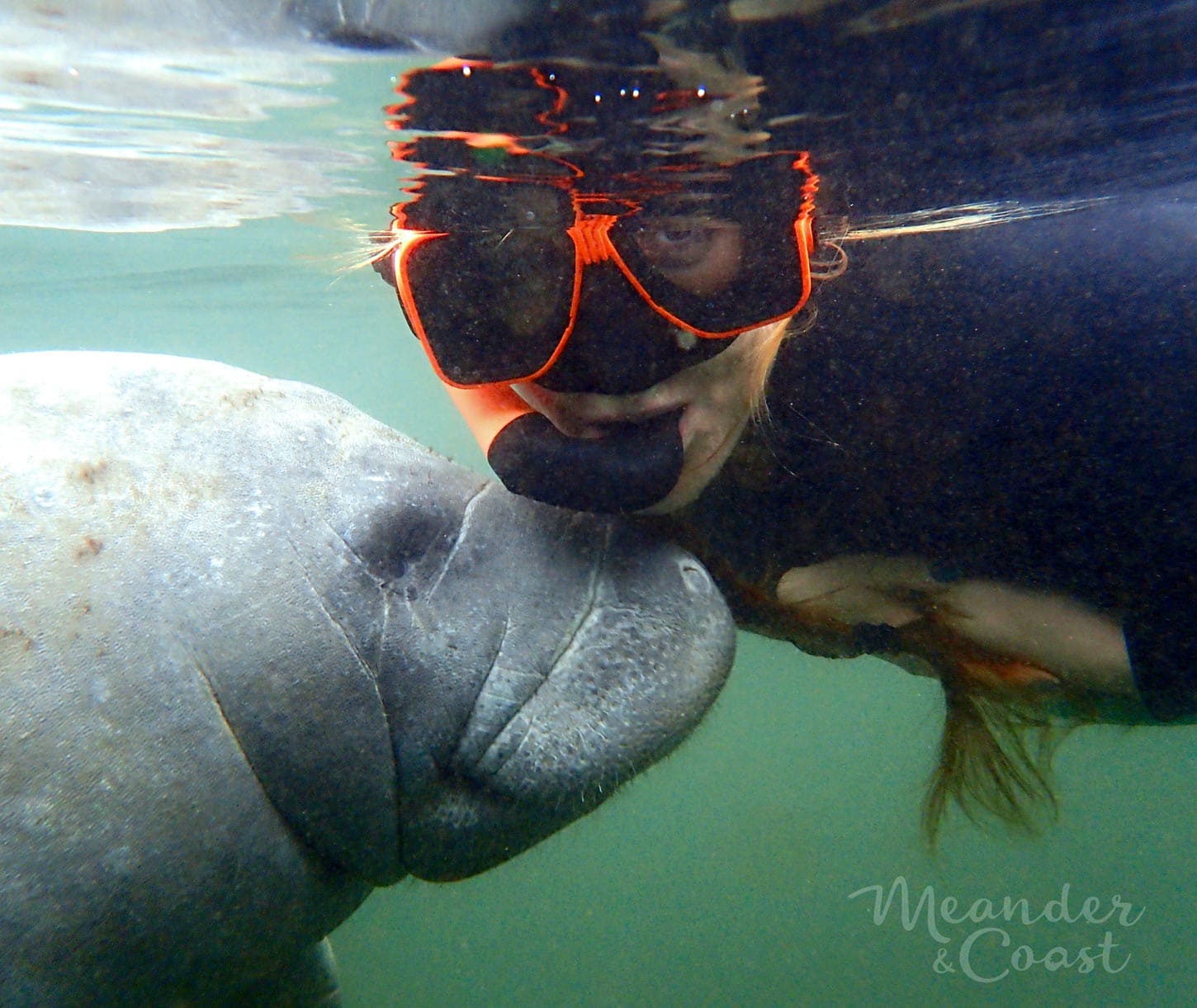 Enjoy A Swim with Manatees in Homosassa Springs, Florida - Meander & Coast
